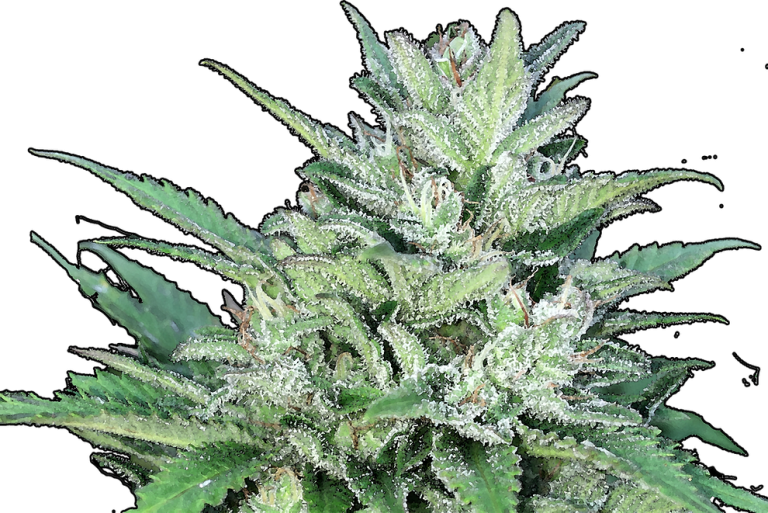 Puna Budder IBL Hawaiian Cannabis Seeds | Big Island Genetics